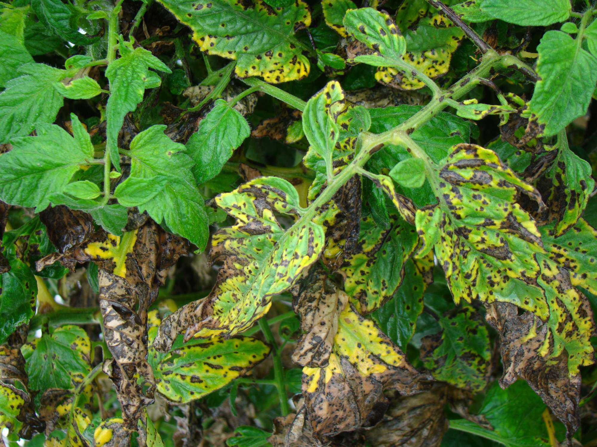 Don t Make Light Of Bacterial Leaf Blight Growing Produce